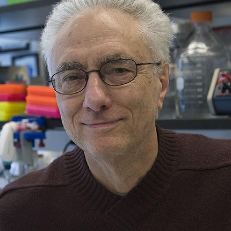 Molecular Biology/Molecular Genetics Core | New York Nutrition and ...